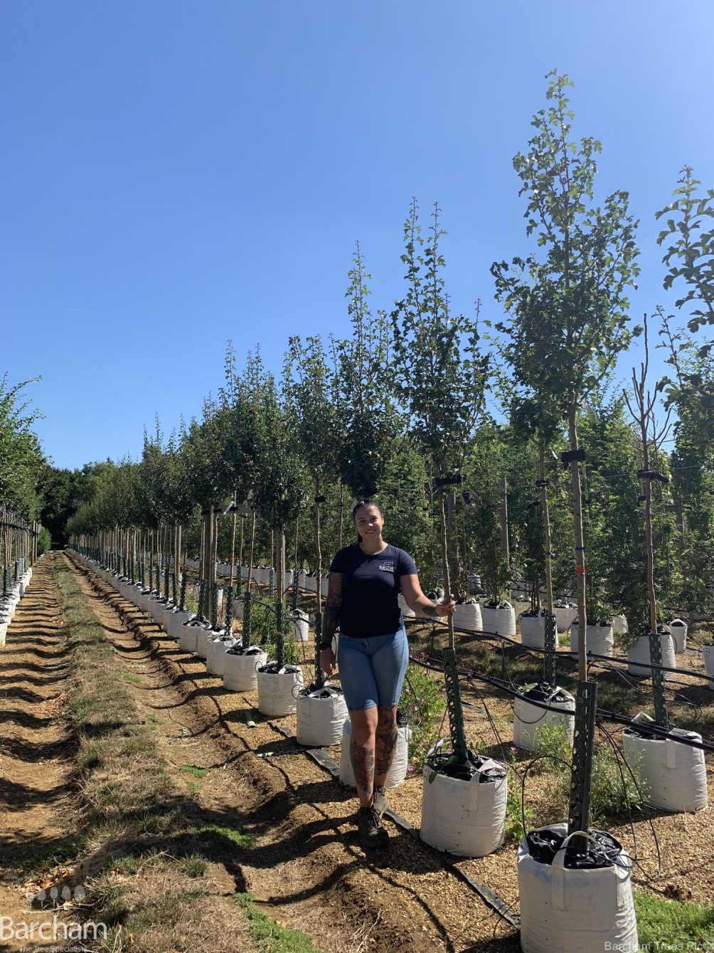 Upright Hawthorn, Upright May tree, Upright Maythorn, Upright ...