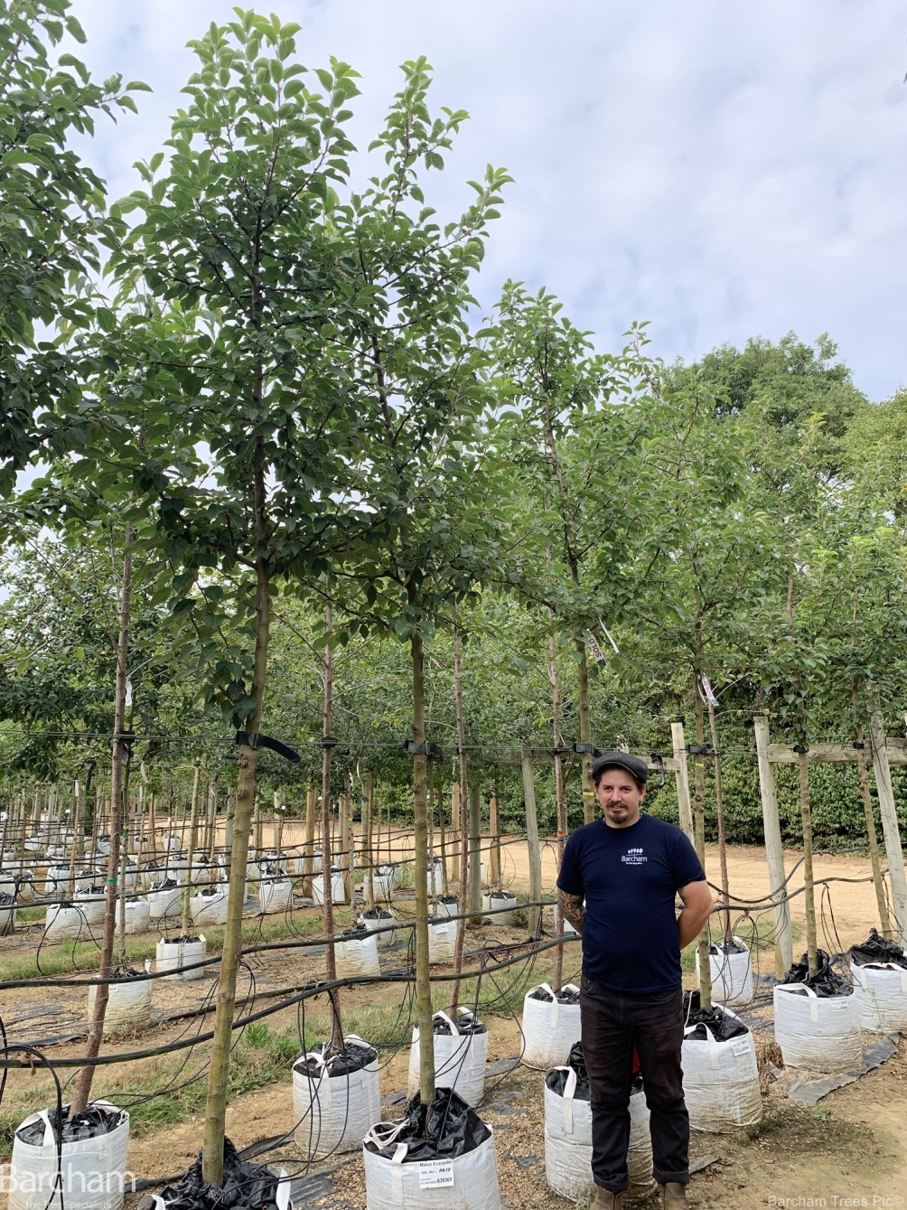 Malus evereste (Crab Apple Evereste) Tree for Sale - Barcham Trees