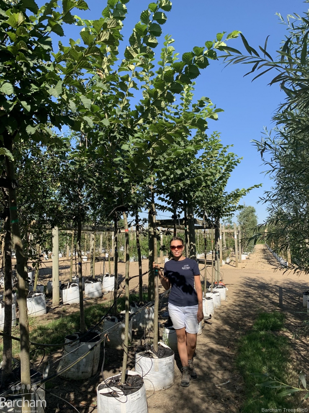 Ulmus lutece (Elm Tree) for Sale - Barcham Trees