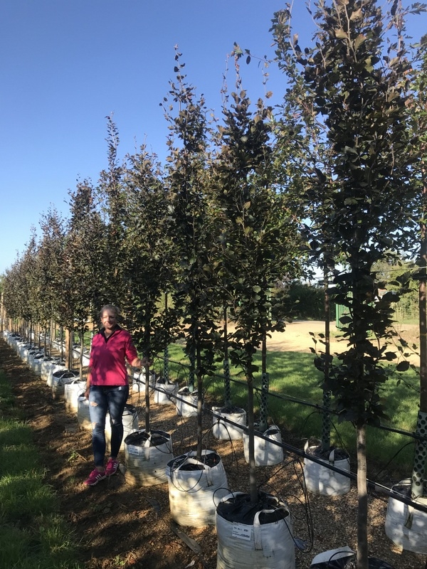 Upright Purple Beech, Dawyck Purple Beech, Fastigiate Purple Beech ...