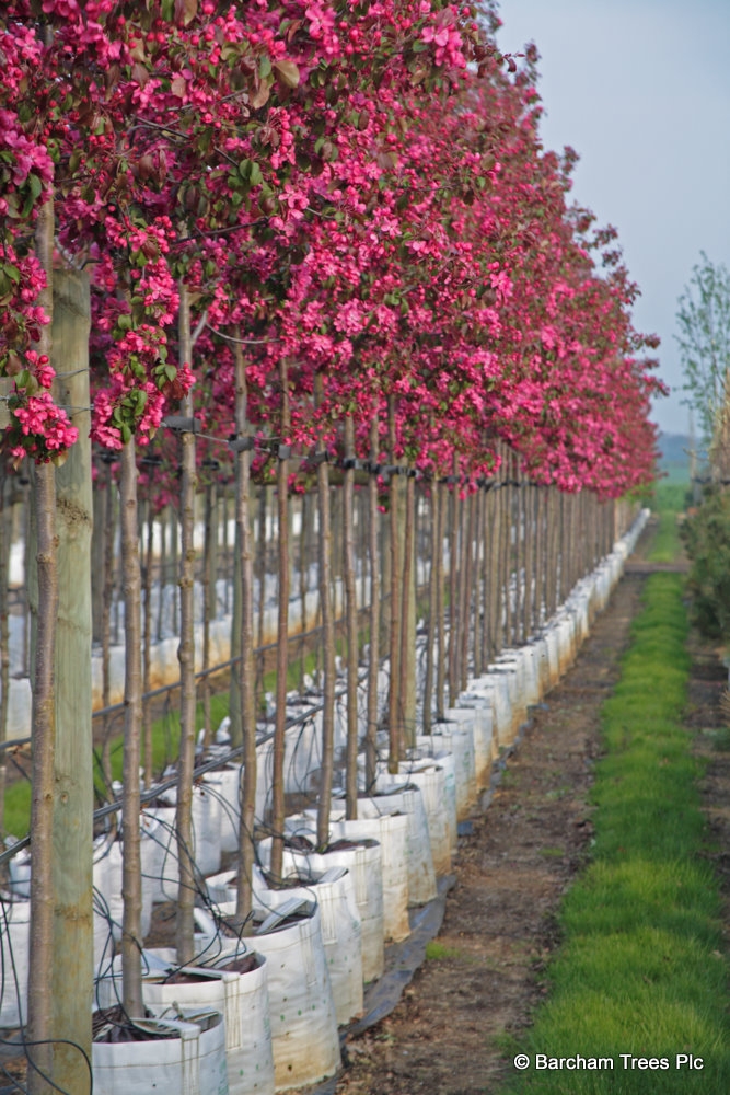 Malus Rudolph (Crab Apple Rudolph) Tree for Sale - Barcham Trees