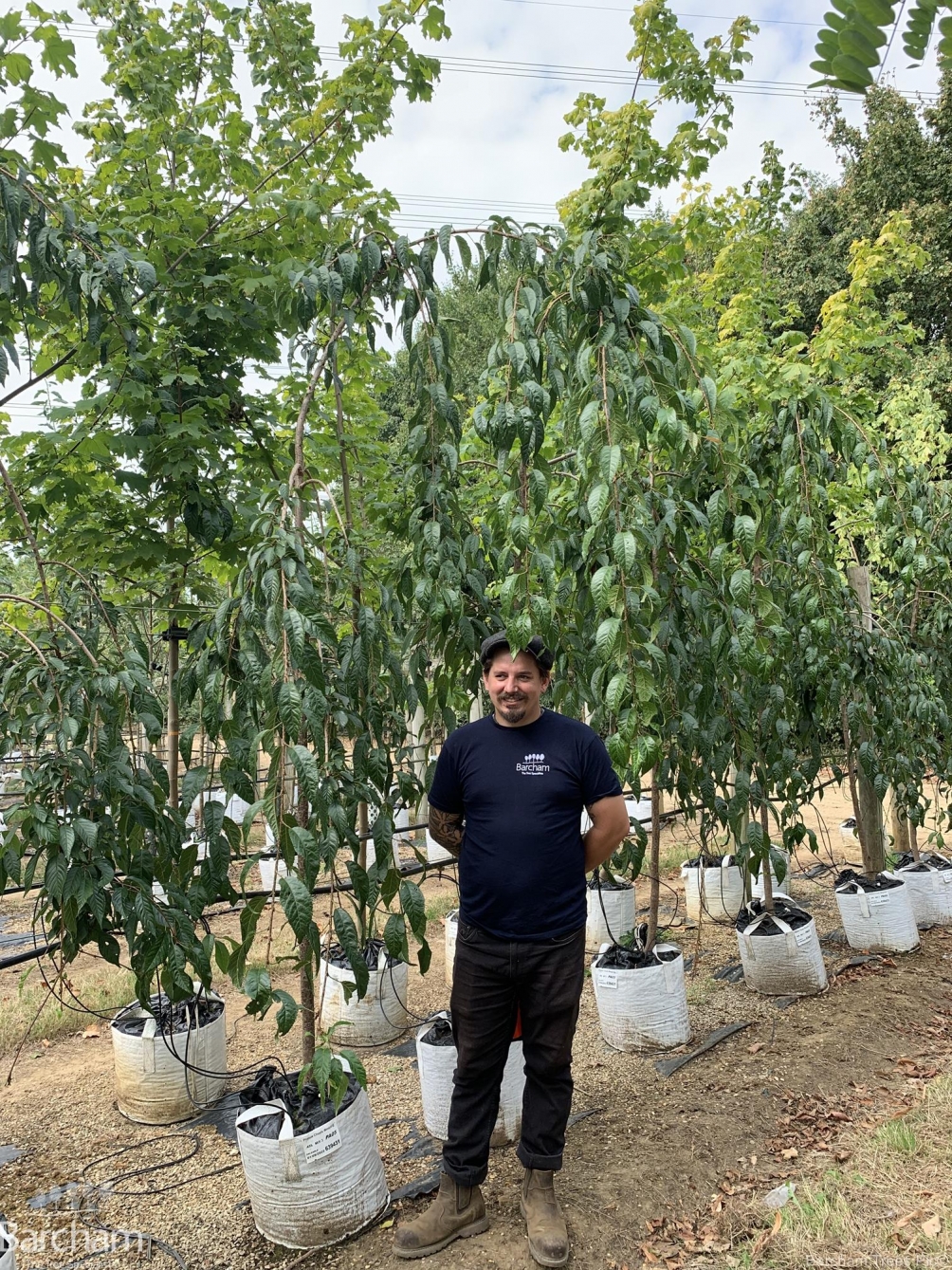Weeping Japanese Cherry (Prunus Cheals) for Sale - Barcham Trees