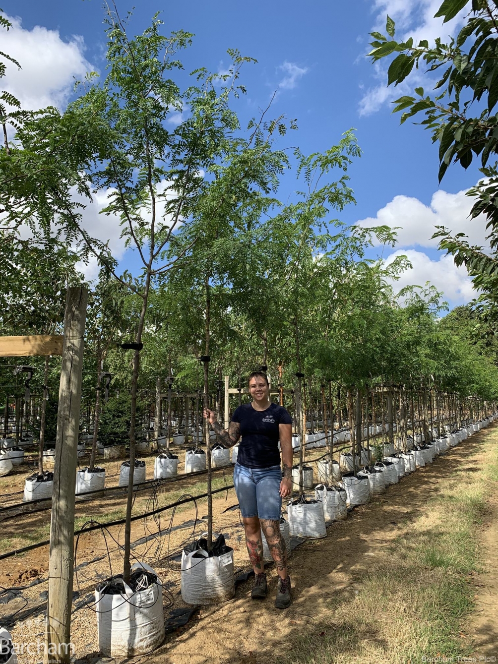 Honey Locust Skyline - Barcham Trees