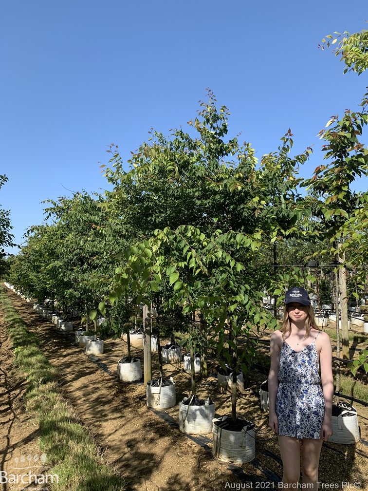Zelkova serrata (Keaki) Tree for Sale - Barcham Trees