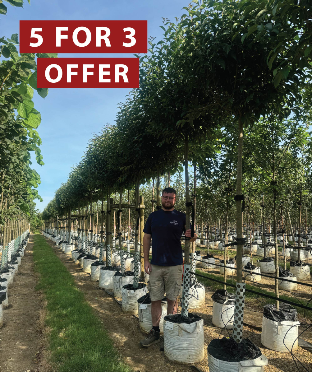 Ligustrum japonicum (Japanese Privet) Tree for Sale - Barcham Trees