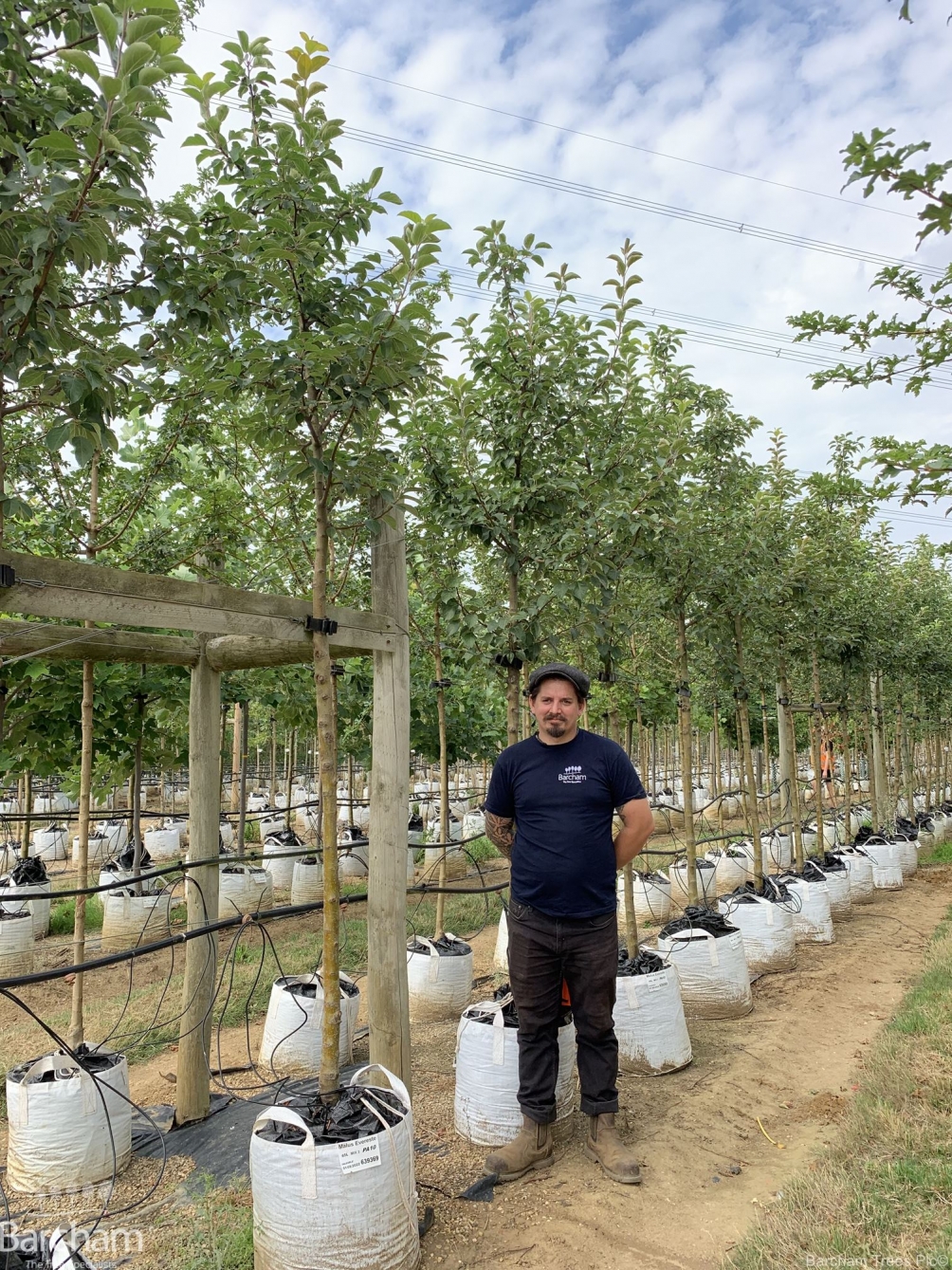 Malus evereste (Crab Apple Evereste) Tree for Sale - Barcham Trees