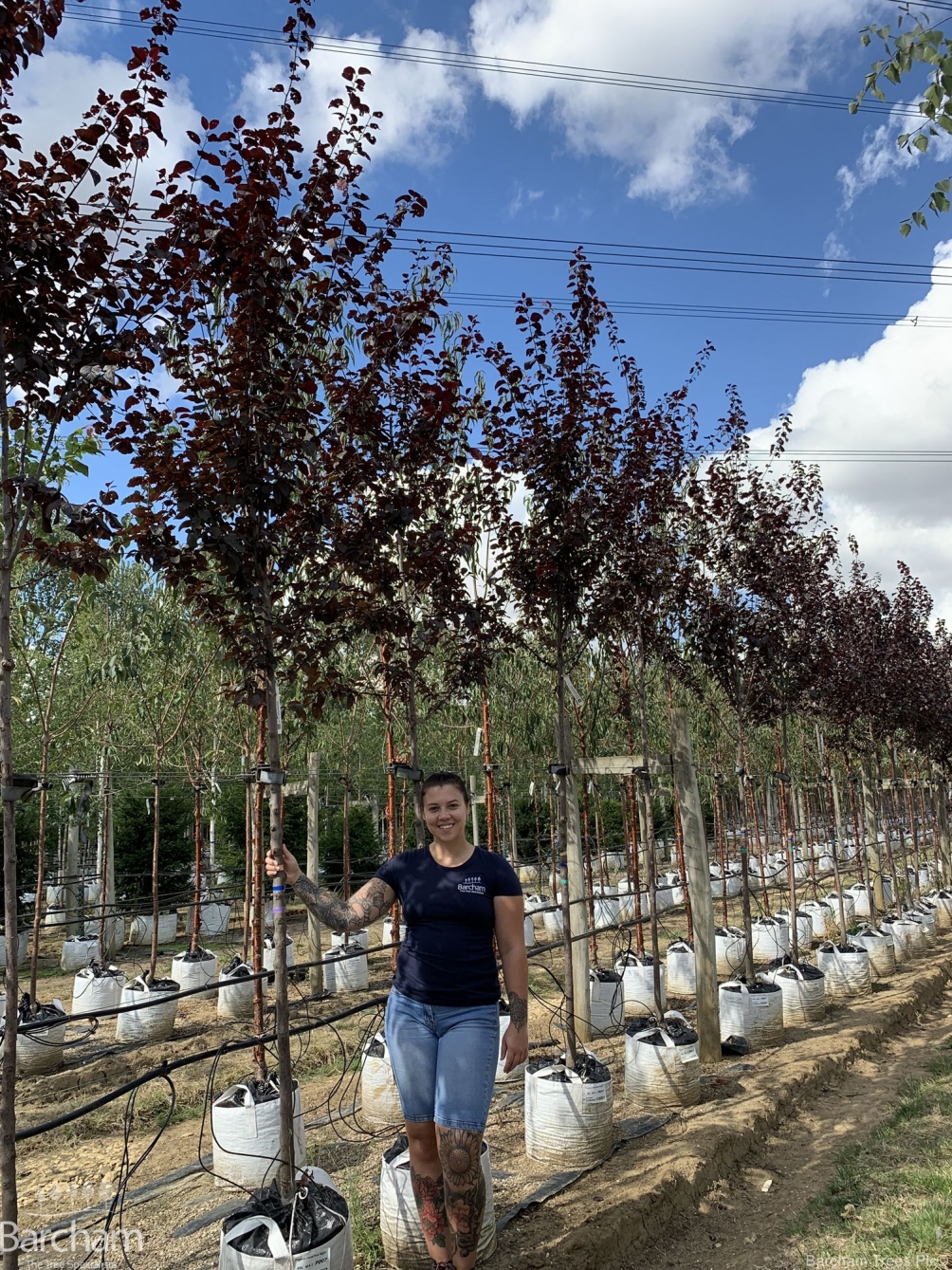Purple Leaf Plum (Cherry Plum) Tree for Sale - Barcham Trees