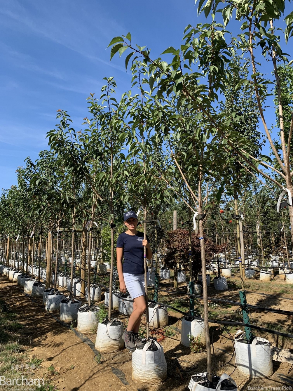 Japanese Cherry Kanzan, Cherry Blossom Kanzan - Barcham Trees