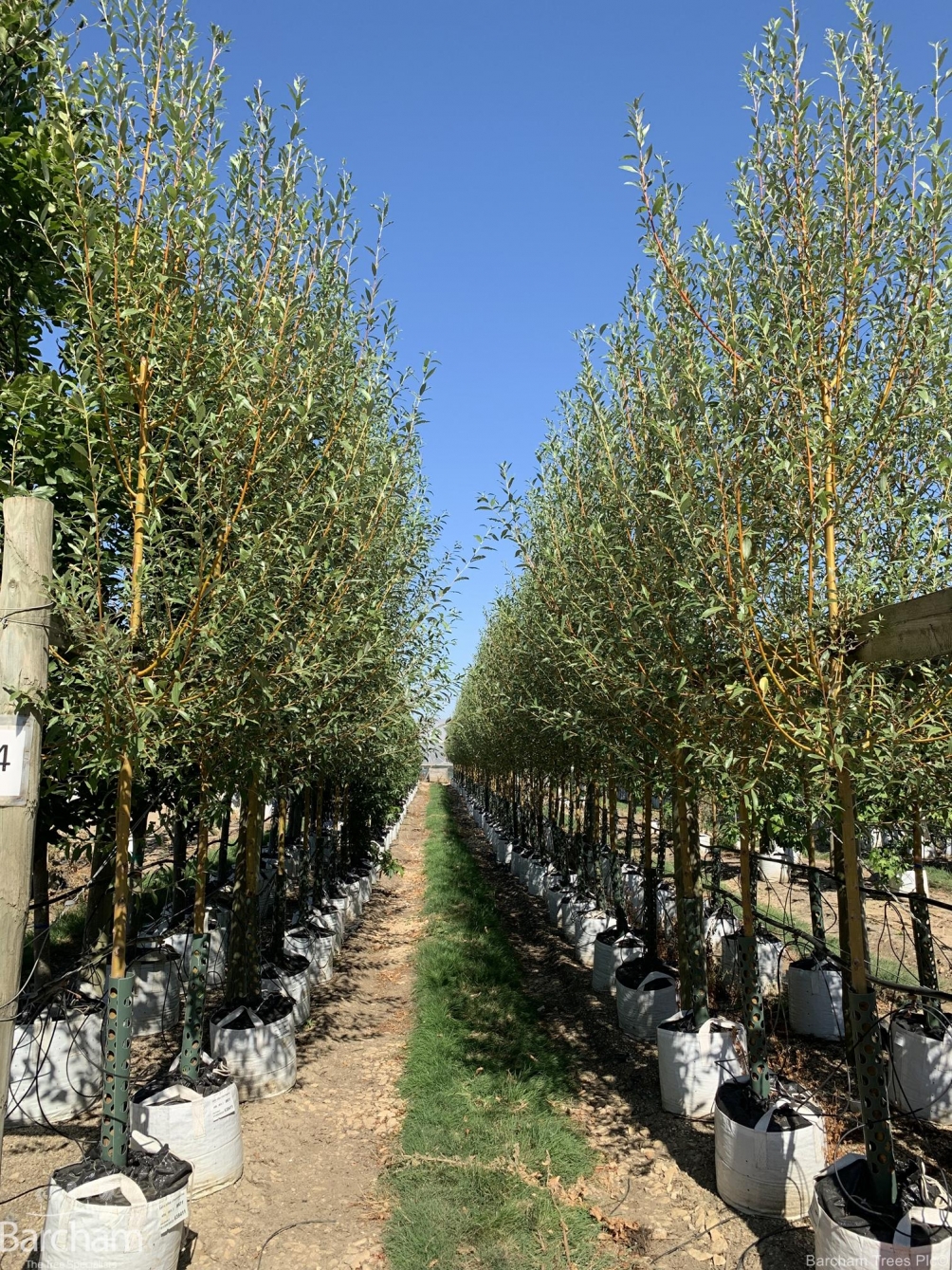 Scarlet Willow - Barcham Trees