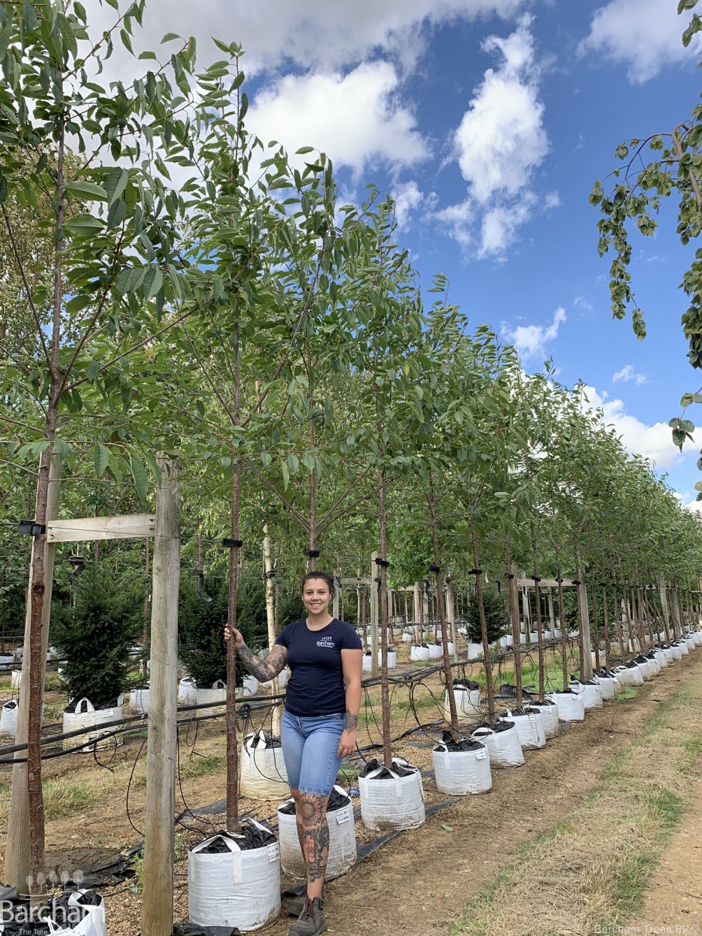 Prunus avium Plena (Wild Cherry) Tree for Sale - Barcham Trees