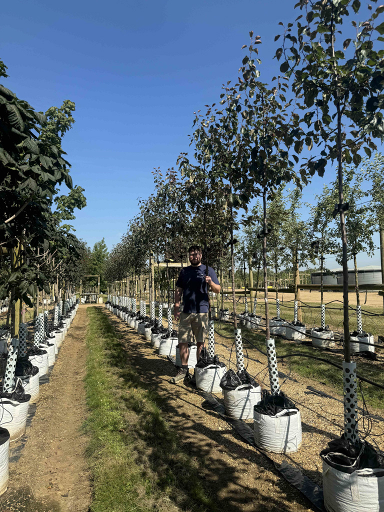 Malus Rudolph (Crab Apple Rudolph) Tree for Sale - Barcham Trees