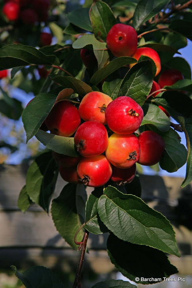 Malus Red Sentinel (Red Sentinel Crab Apple) Tree for Sale - Barcham Trees