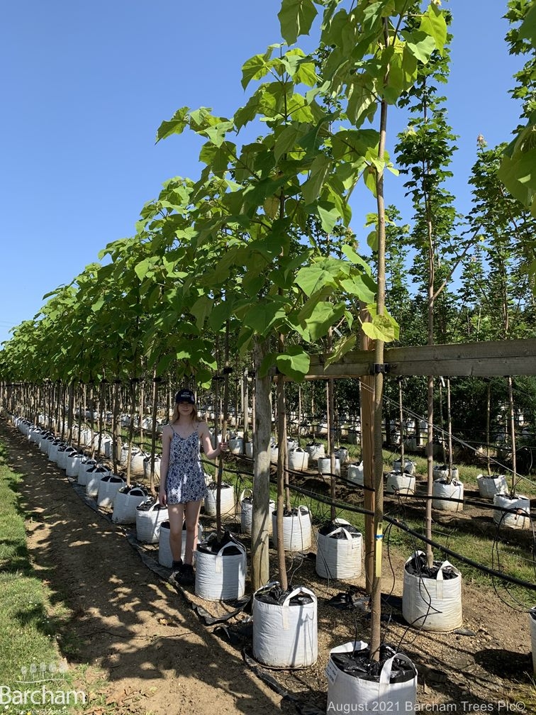 Foxglove Tree - Barcham Trees
