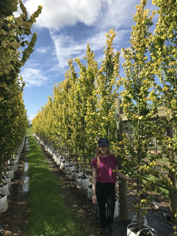 Golden Leaved Elm - Barcham Trees