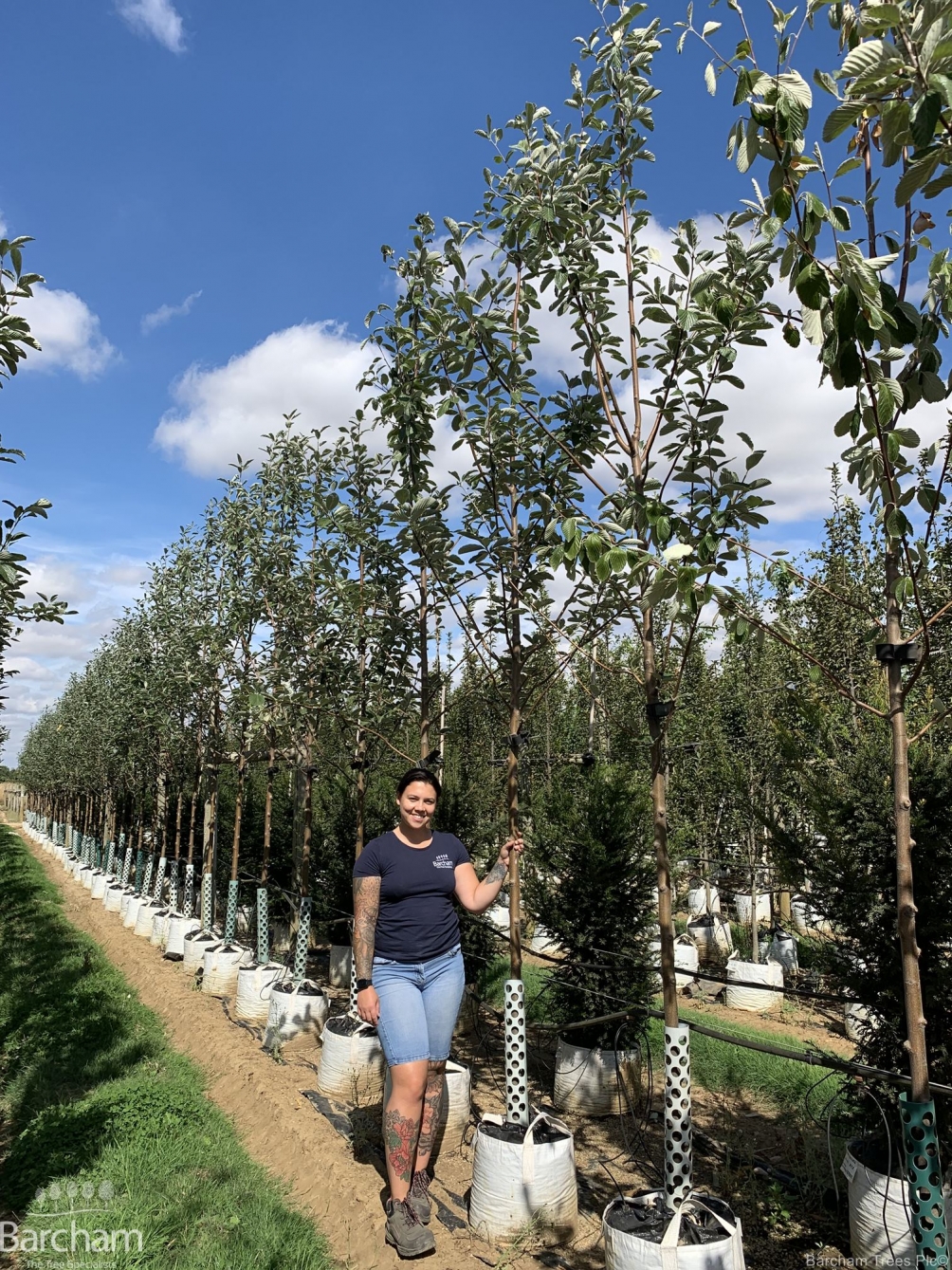 Whitebeam - Barcham Trees