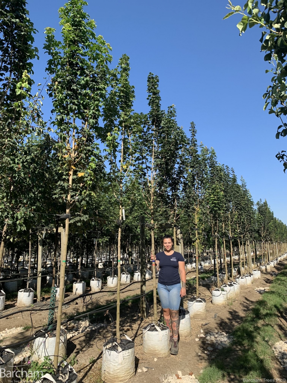 Trees For Sale - Buy Trees Online - Barcham Trees - Barcham Trees