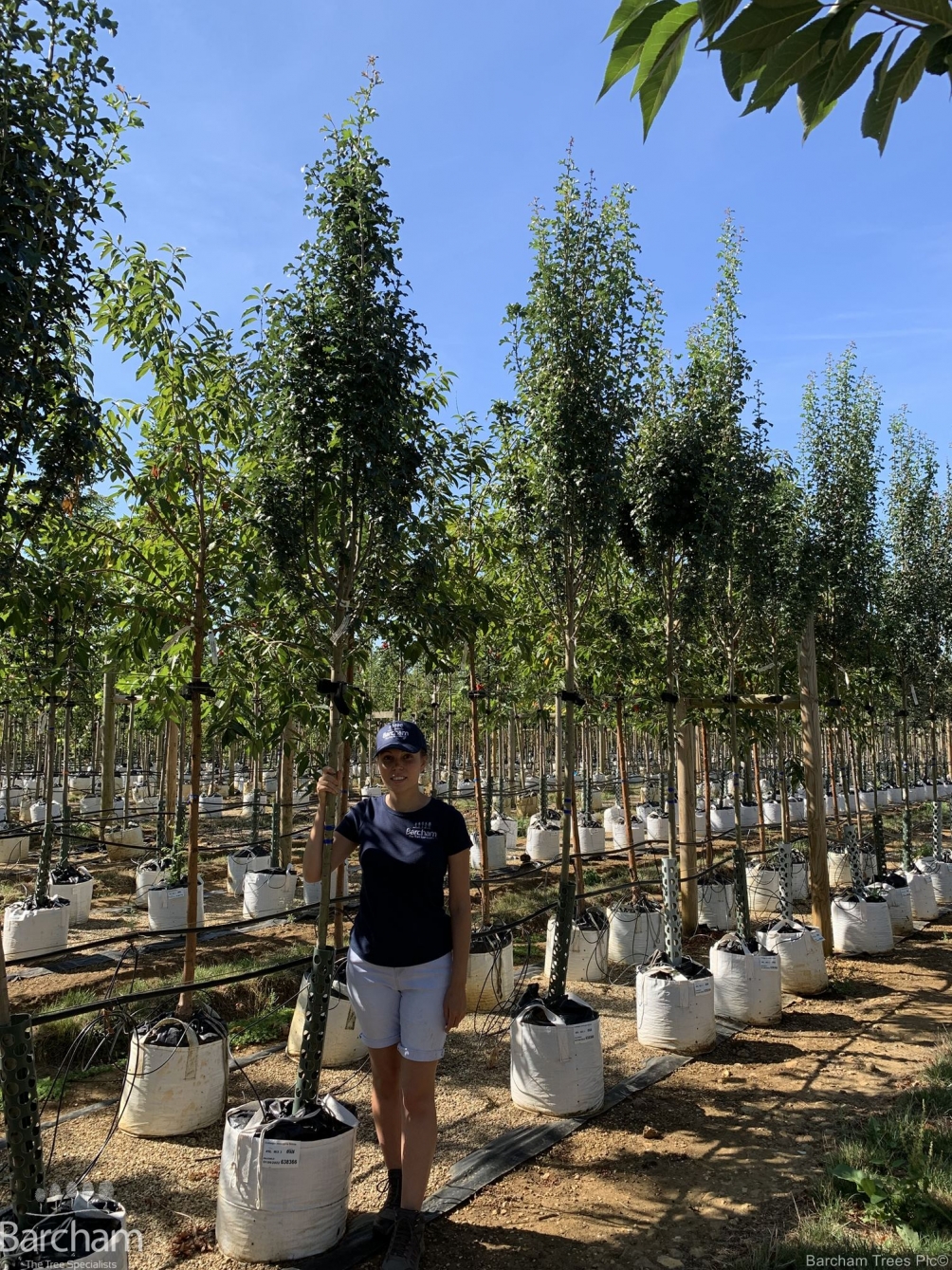 Upright Hawthorn, Upright May tree, Upright Maythorn, Upright ...