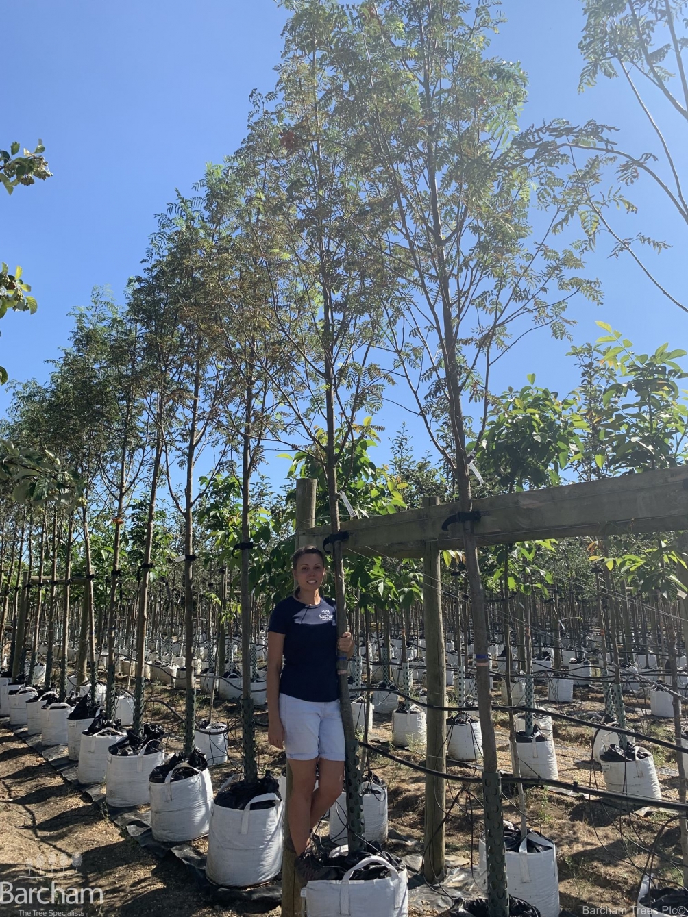 Cut-leaf Rowan, Cut-leaf Mountain Ash - Barcham Trees