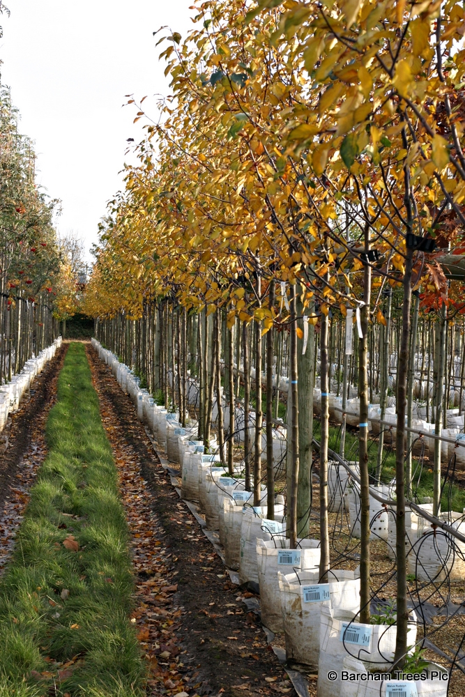 Malus Rudolph (Crab Apple Rudolph) Tree for Sale - Barcham Trees
