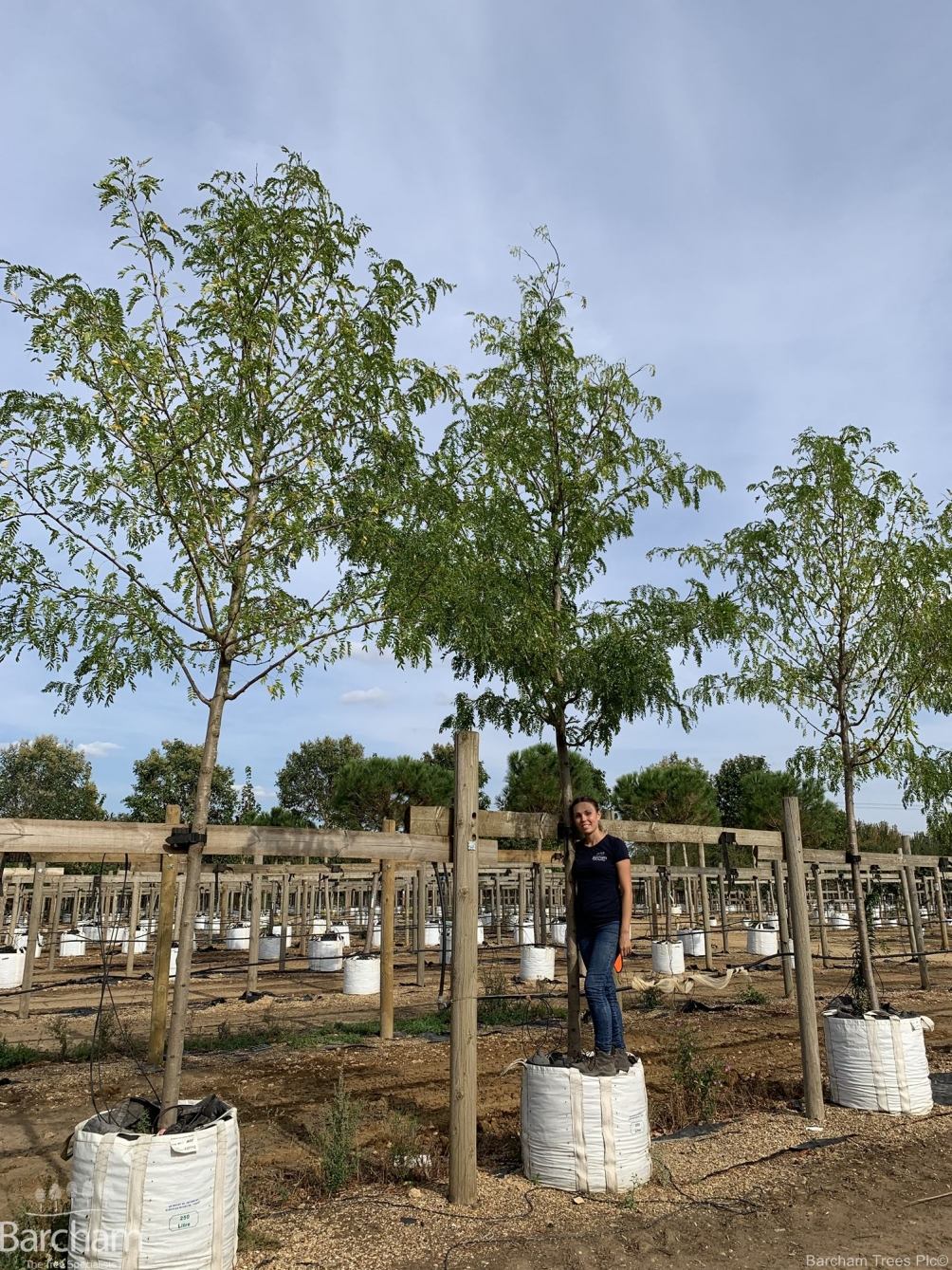 Honey Locust Skyline - Barcham Trees