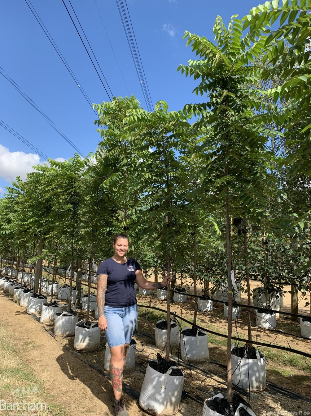 Juglans nigra (Eastern Black Walnut) Tree for Sale - Barcham Trees