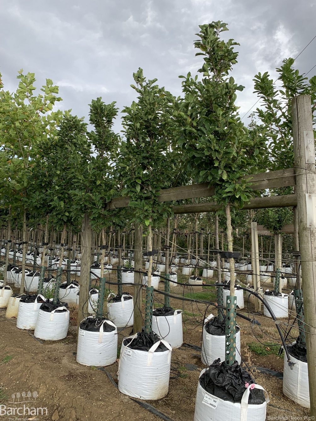 Magnolia Susan Tree for Sale - Barcham Trees