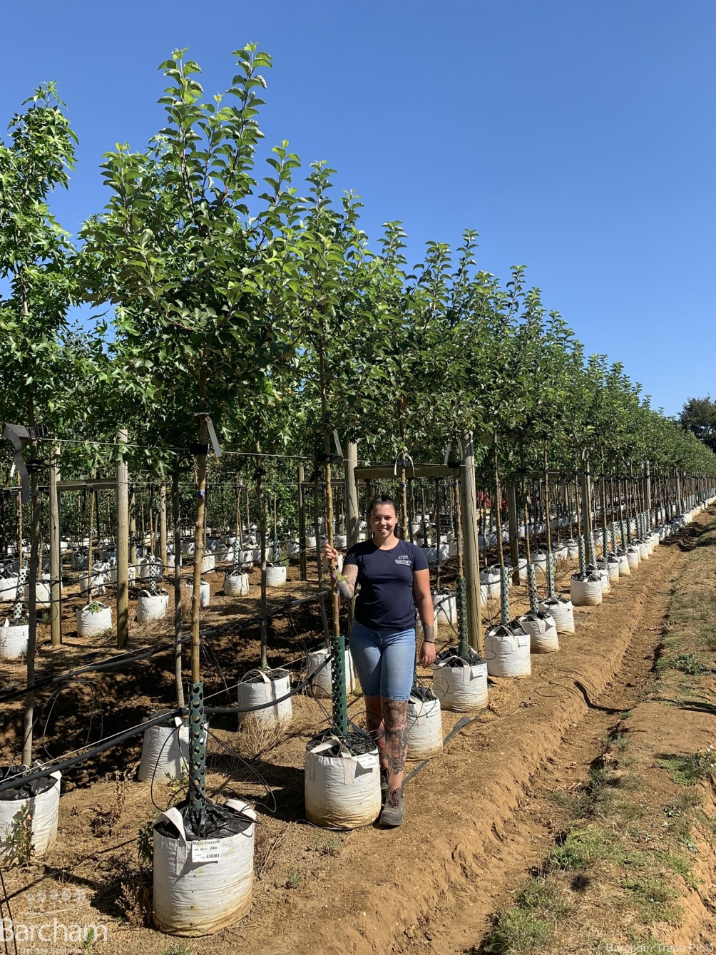 Malus evereste (Crab Apple Evereste) Tree for Sale - Barcham Trees