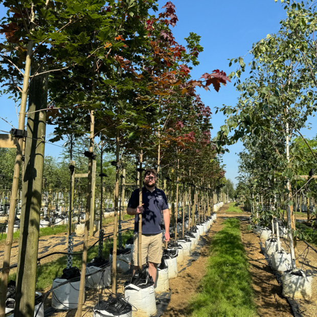 Acer platanoides Deborah (Norway Maple) - Barcham Trees