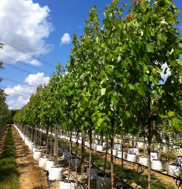 Bowhall Red Maple (Acer rubrum Bowhall) - Barcham Trees