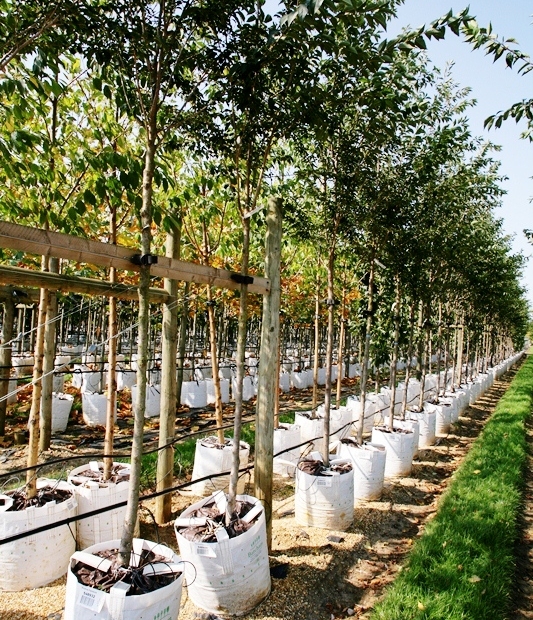 Prunus Pandora (Japanese Cherry) Tree for Sale - Barcham Trees