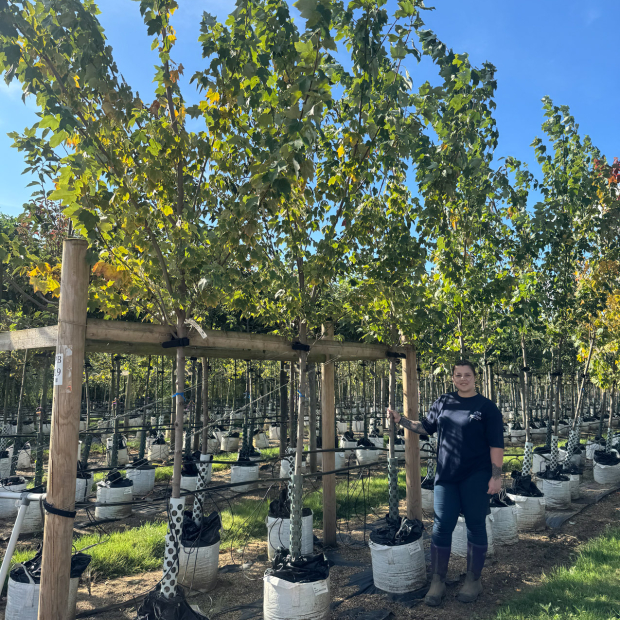 Acer rubrum Scanlon (Canadian Maple) Tree for Sale - Barcham Trees
