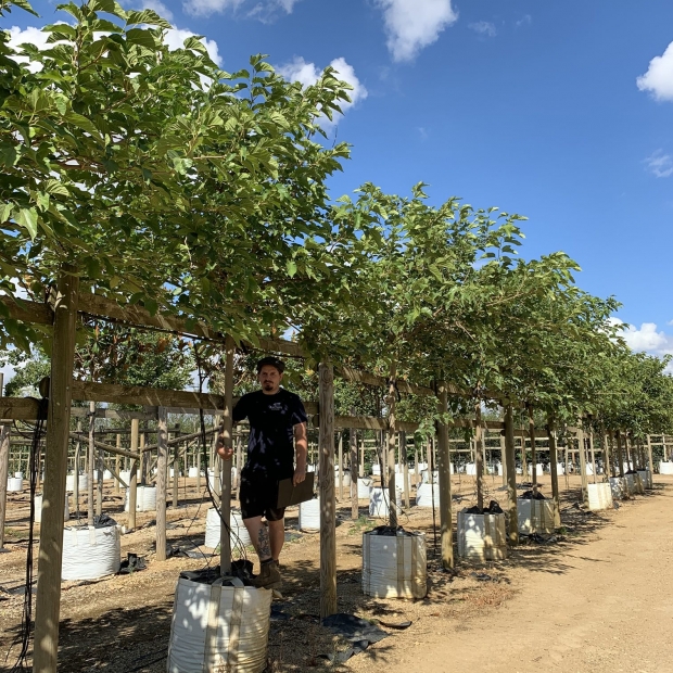 Morus alba Platinifolia (Parasol Tree) - Barcham Trees