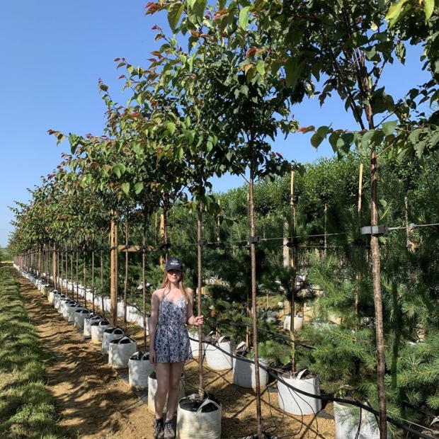 Prunus sargentii (Sargent Cherry) Tree for Sale - Barcham Trees