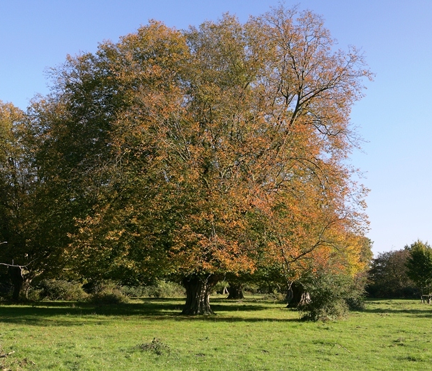 Carpinus betulus (European Hornbeam) - Barcham Trees