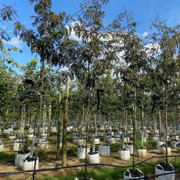 Gleditsia triacanthos Ruby Lace (Honey Locust) - Barcham Trees