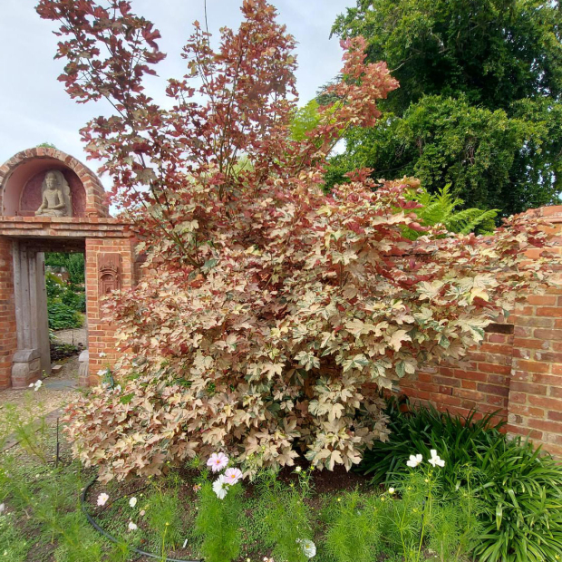 Variegated Sycamore - Barcham Trees
