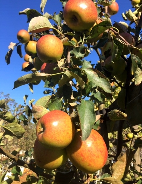 Jonagold Apple (Malus Jonagold) Tree for Sale - Barcham Trees
