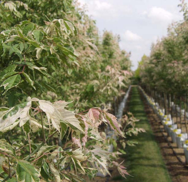 Acer negundo Flamingo (Variegated Box Elder) - Barcham Trees