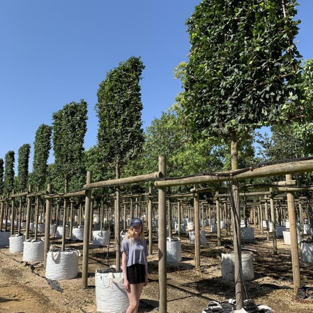 Pleached Carpinus betulus (Hornbeam) - Barcham Trees