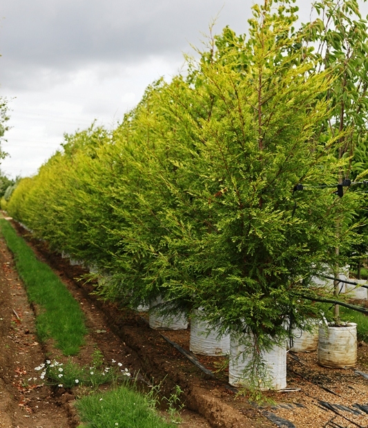Cupressocyparis leylandii Castlewellan (Cypress) - Barcham Trees