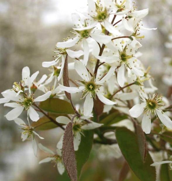 Amelanchier lamarckii multi stem (June Berry) - Barcham Trees