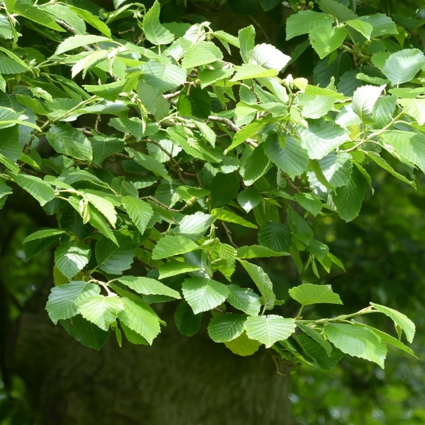 Alnus incana (Grey Alder) Tree for Sale - Barcham Trees
