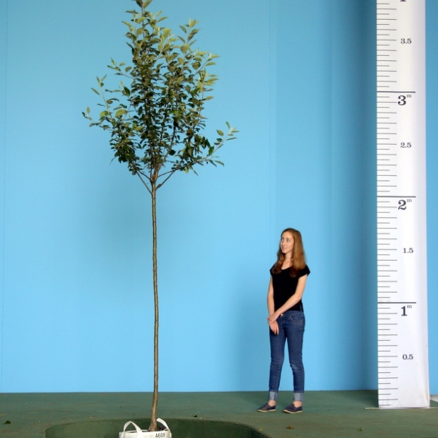 Malus Bramley Seedling (Apple Tree) - Barcham Trees