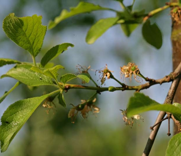 Damson Tree (Prunus domestica Hauszwetsche) - Barcham Trees