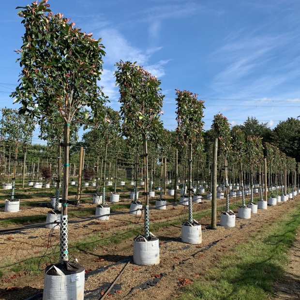 Pleached Red Robin (Photinia fraseri) Tree for Sale - Barcham Trees