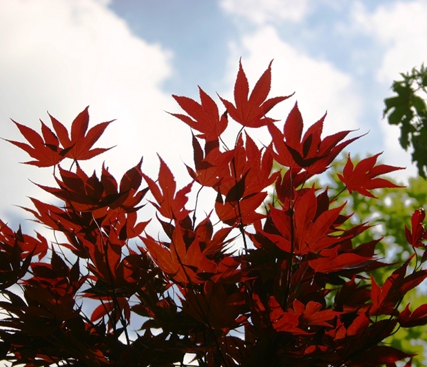 Multi-Stem Acer palmatum Fireglow (Japanese Maple) - Barcham Trees