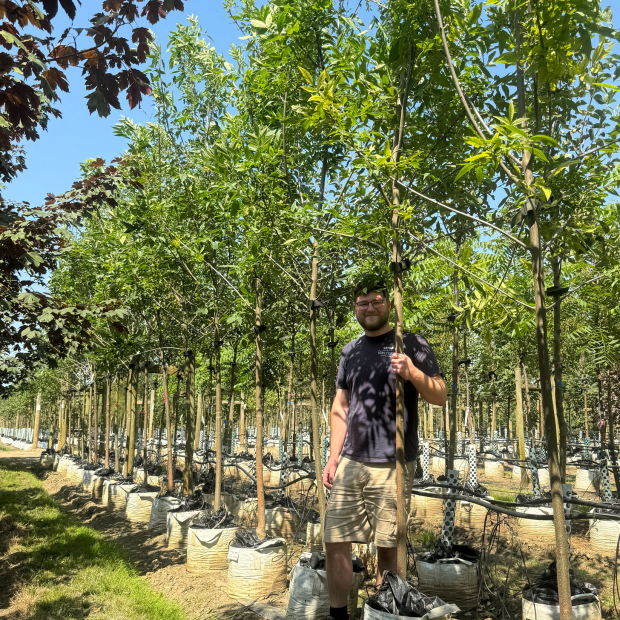 Green Ash Summit - Barcham Trees