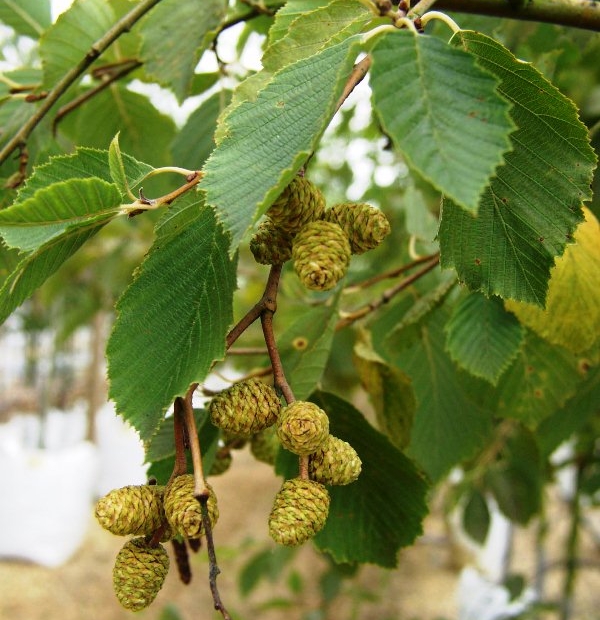 Alnus incana Aurea (Golden Alder) - Barcham Trees