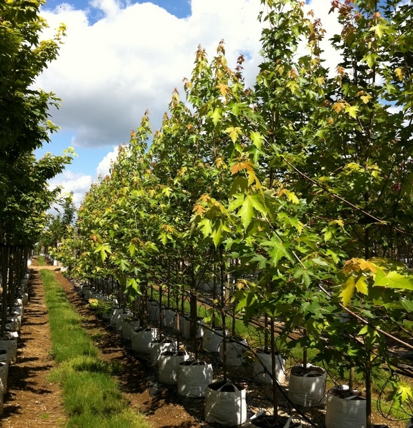 Acer x freemanii Autumn Fantasy (Freeman Maple) - Barcham Trees