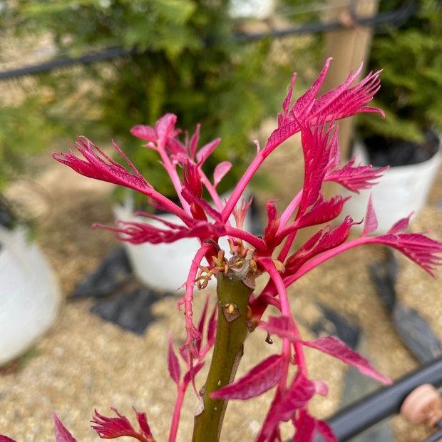 Toona sinensis Flamingo (Chinese Cedar) - Barcham Trees